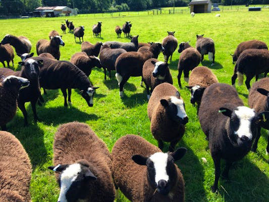 Balwen Welsh Mountain Sheep For Sale | SellMyLivestock - The Online ...