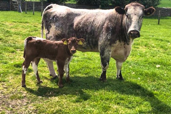 Livestock in Durham | SellMyLivestock - The Online Livestock Marketplace