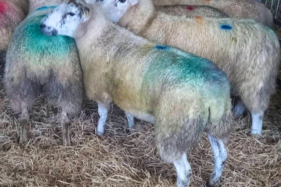 Sheep | SellMyLivestock - The Online Livestock Marketplace