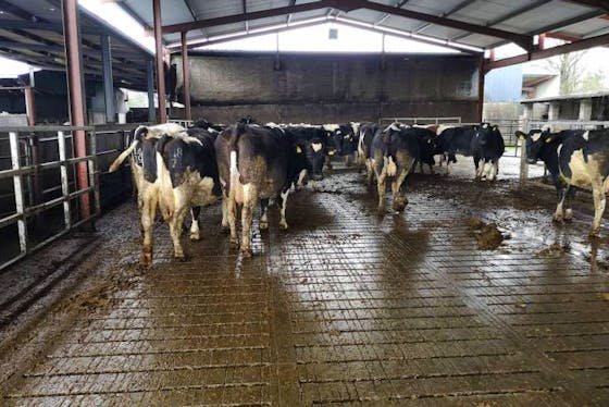 Livestock | SellMyLivestock - The Online Livestock Marketplace