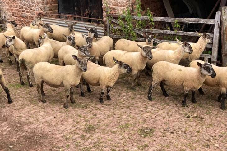 75 Scotch Halfbred Cross Breeding Shearlings, Ewes | SellMyLivestock ...
