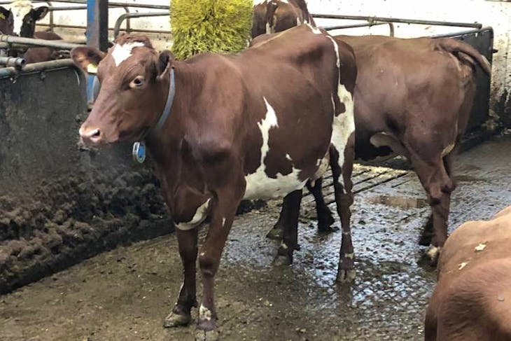 70 Swedish Red, Swedish Red & White In-Calf Breeding Heifers ...