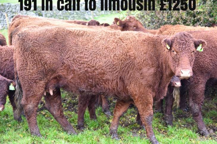 8 Salers In-Calf Breeding Cows | SellMyLivestock - The Online Livestock ...