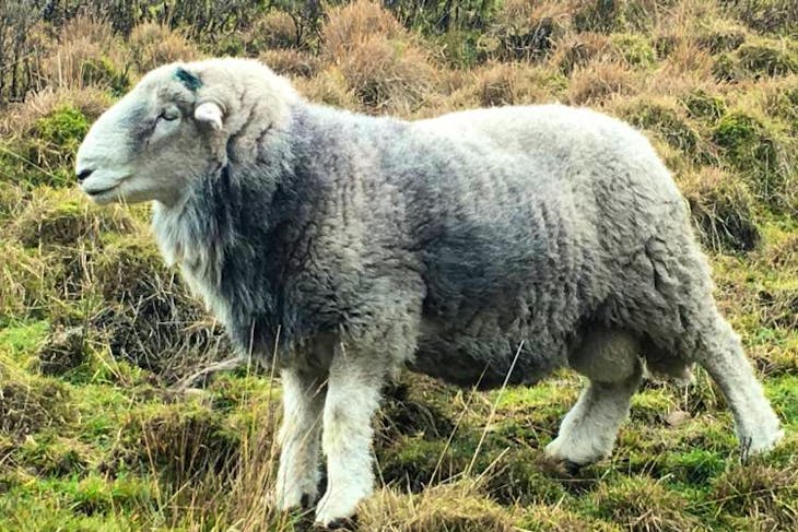 1 Pedigree Herdwick Breeding Ram | SellMyLivestock - The Online ...