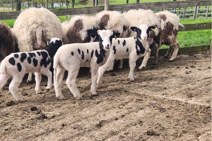 20 Pedigree Jacob Store, Breeding Ewes, Lambs, Rams with Lambs at Foot ...