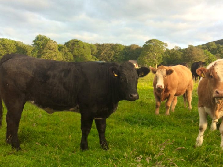 40 Limousin, Simmental Cross Breeding, Store Heifers | SellMyLivestock ...