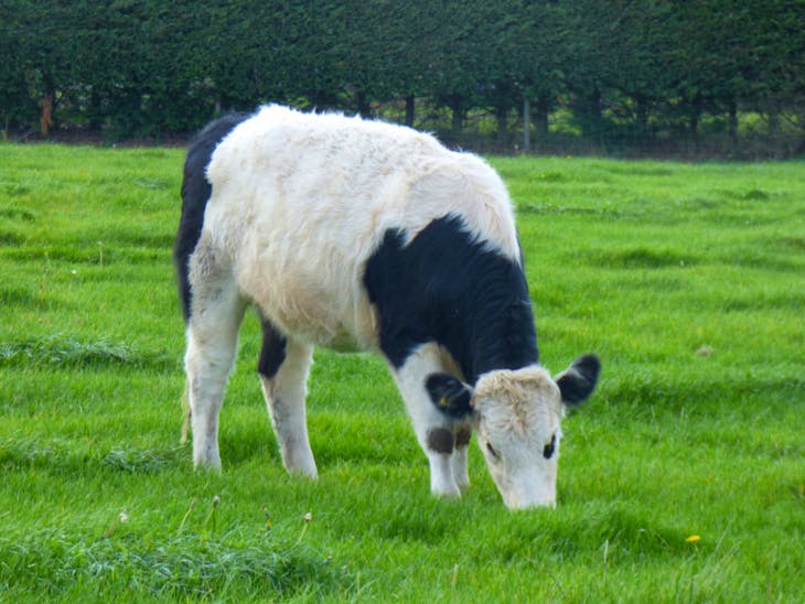 1 Belted Galloway Cross Breeding, Store Heifer | SellMyLivestock - The ...