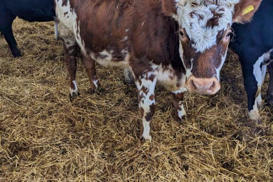 Dairy Cattle | SellMyLivestock - The Online Livestock Marketplace