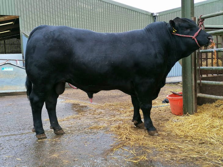 1 Aberdeen Angus Breeding Bull | SellMyLivestock - The Online Livestock ...