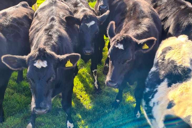 12 Holstein Friesian, Aberdeen Angus Cross Breeding Heifers ...