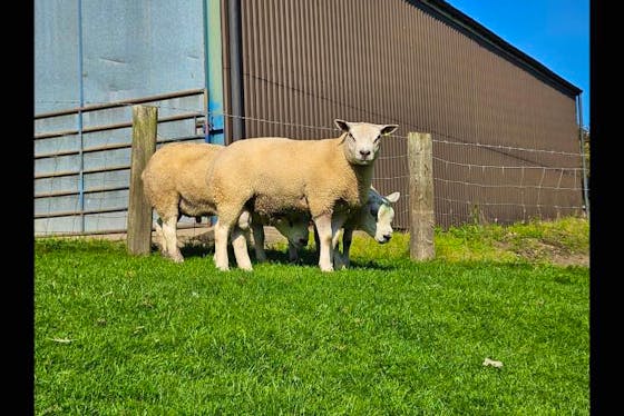 Sheep | SellMyLivestock - The Online Livestock Marketplace