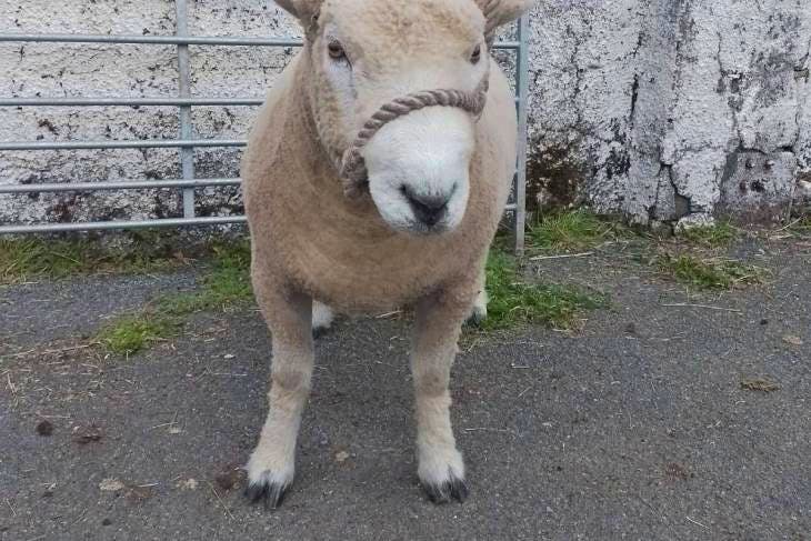 3 Pedigree Ryeland Breeding Rams, Shearlings | SellMyLivestock - The ...