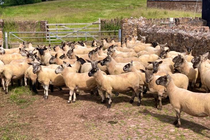 75 Scotch Halfbred Cross Breeding Shearlings, Ewes | SellMyLivestock ...