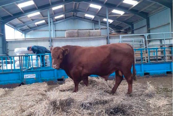 Bulls | SellMyLivestock - The Online Livestock Marketplace