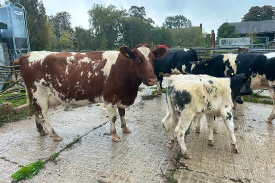 Dairy Cattle | SellMyLivestock - The Online Livestock Marketplace