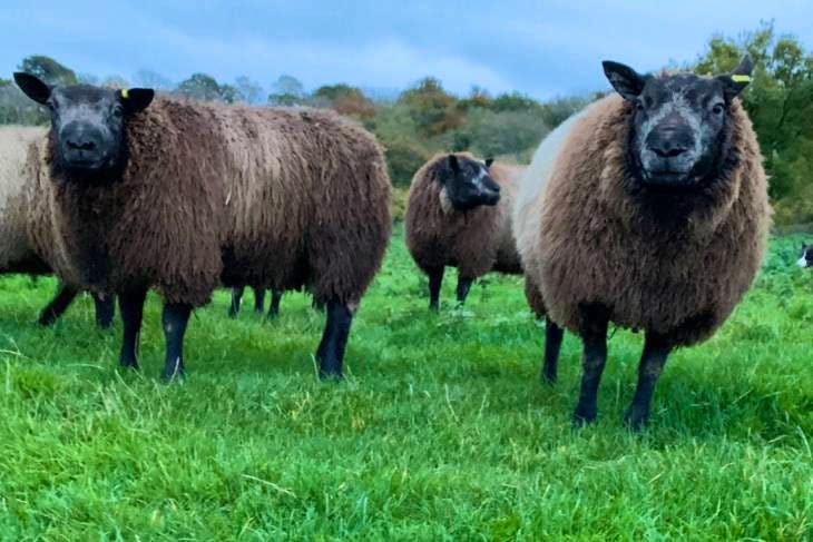 5 Blue Texel Breeding Lambs, Rams | SellMyLivestock - The Online ...