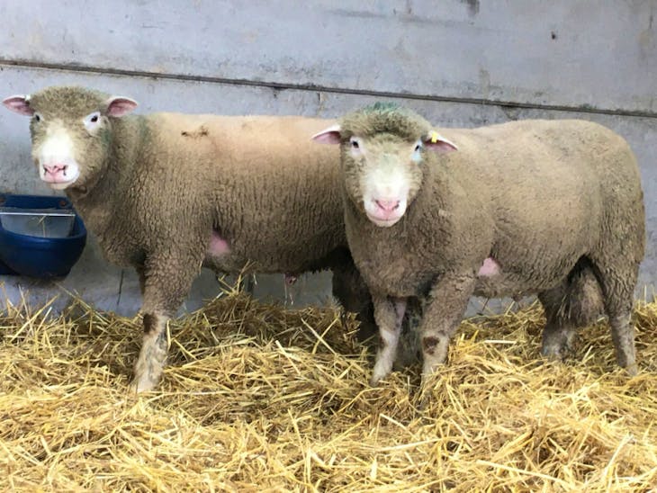 1 Dorset Horn & Poll Dorset Breeding Ram | SellMyLivestock - The Online ...