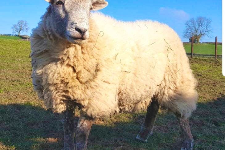 1 Herdwick, Texel, Beltex Cross Breeding Shearling, Ram ...