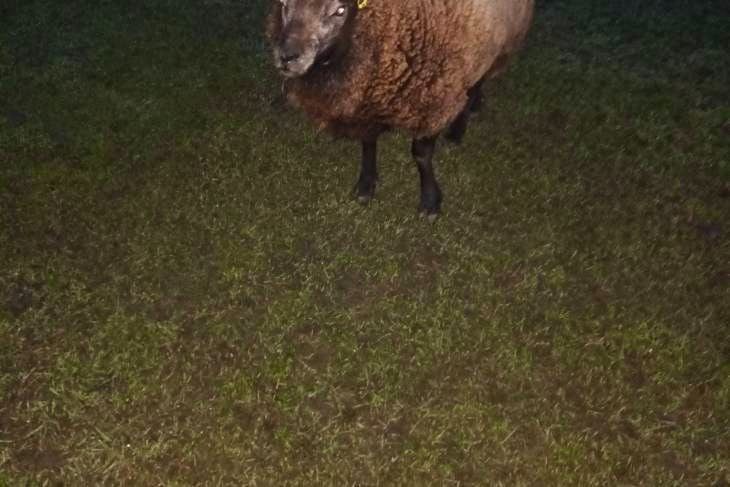 1 Pedigree Blue Texel Breeding Ram | SellMyLivestock - The Online ...