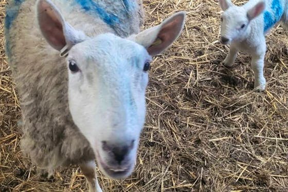 Sheep | SellMyLivestock - The Online Livestock Marketplace