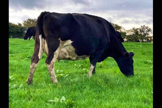 Dairy Cattle | SellMyLivestock - The Online Livestock Marketplace