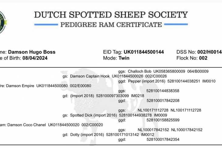 2 Pedigree Dutch Spotted Breeding Rams, Lambs | SellMyLivestock - The ...