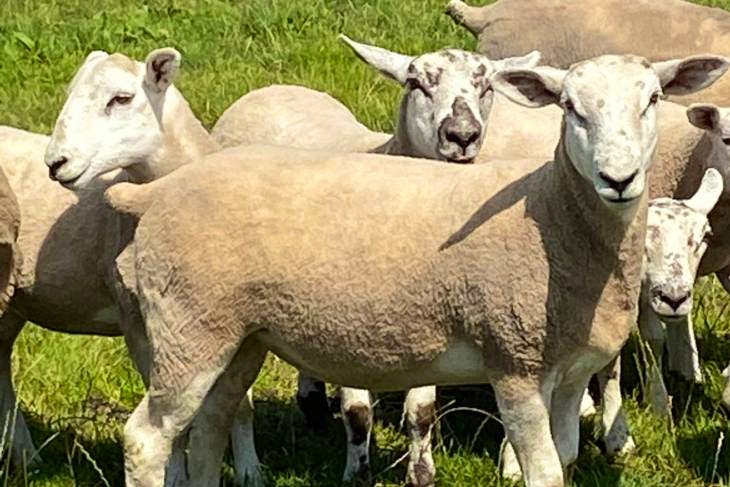 60 Suffolk, North of England Mule, Texel Cross Breeding Lambs ...