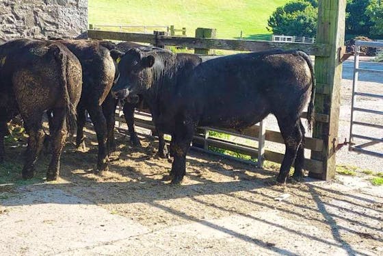 Everything | SellMyLivestock - The Online Livestock Marketplace