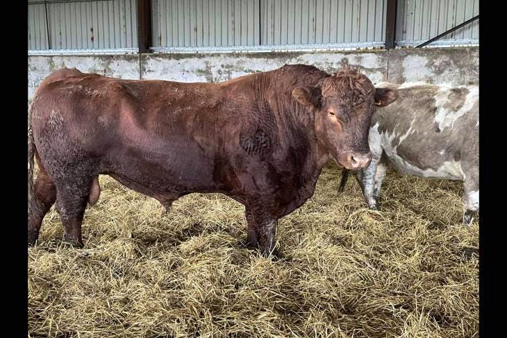 1 Stabiliser Breeding Bull | SellMyLivestock - The Online Livestock ...