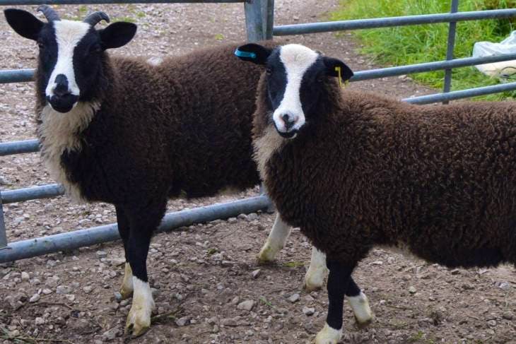 2 Jacob, Balwen Welsh Mountain Cross Store, Breeding Lambs, Ewes ...