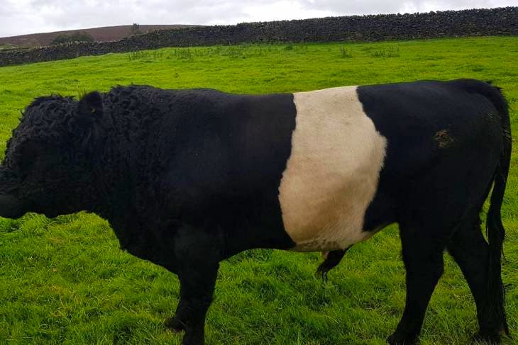 1 Belted Galloway Cross Breeding Bull | SellMyLivestock - The Online ...