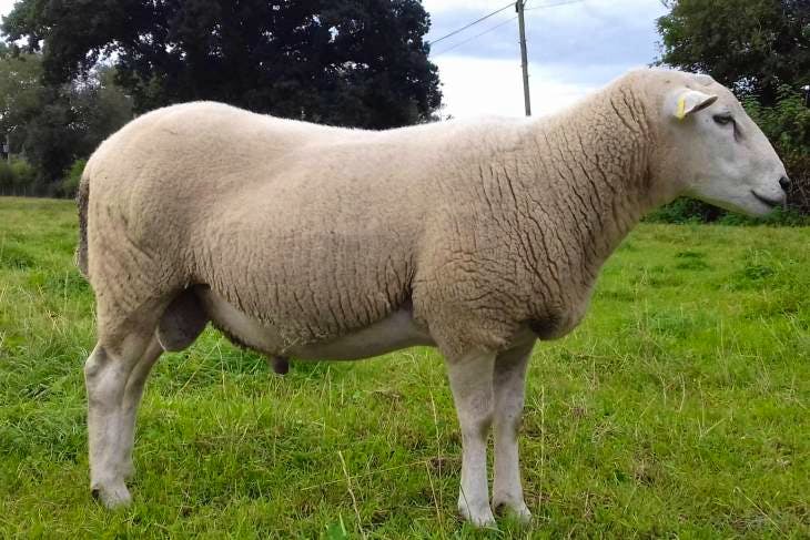 1 Lleyn Breeding Ram | SellMyLivestock - The Online Livestock Marketplace