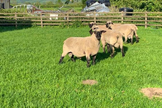 Sheep | SellMyLivestock - The Online Livestock Marketplace