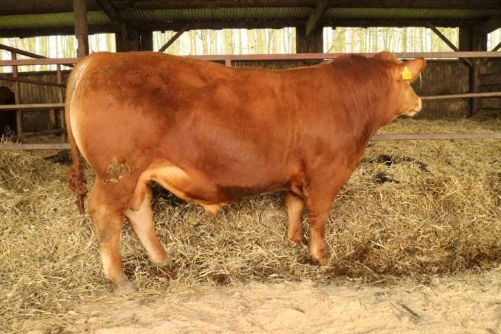 25 Pedigree Stabiliser Breeding Young Bulls | SellMyLivestock - The ...