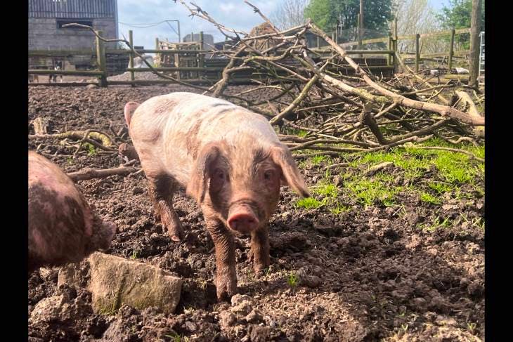 11 Pedigree Gloucestershire Old Spot Growing, Breeding Gilts, Boars ...