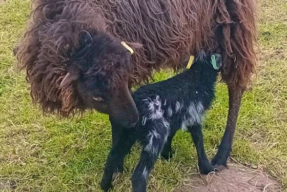 Sheep | SellMyLivestock - The Online Livestock Marketplace