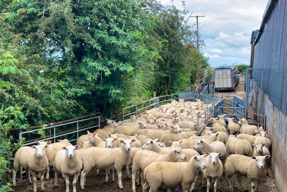 Sheep | SellMyLivestock - The Online Livestock Marketplace