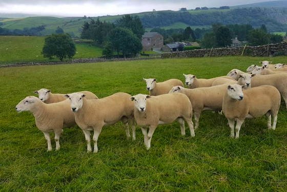 Lleyn Sheep Society | SellMyLivestock - The Online Livestock Marketplace