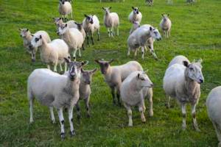 45 Welsh Mule Breeding Ewes | SellMyLivestock - The Online Livestock ...