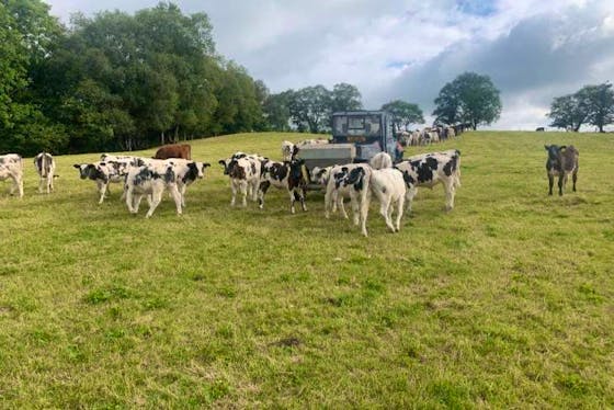 Store Cattle | SellMyLivestock - The Online Livestock Marketplace