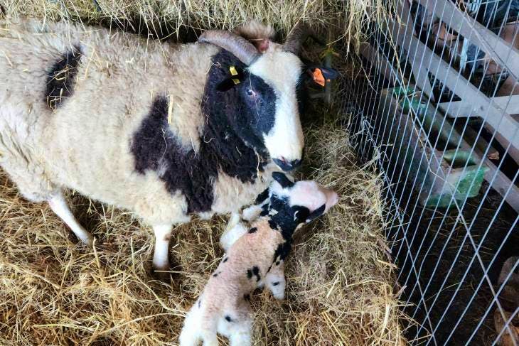 20 Pedigree Jacob Store, Breeding Ewes, Lambs, Rams with Lambs at Foot ...