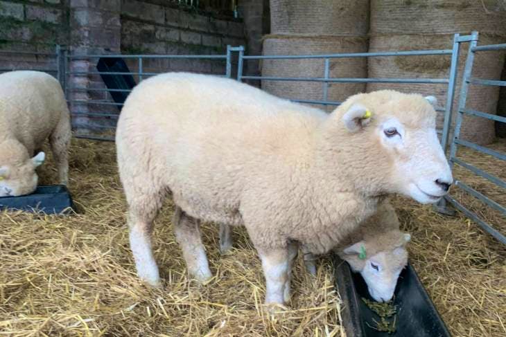 4 Pedigree Devon Closewool Breeding Shearlings, Lambs | SellMyLivestock ...