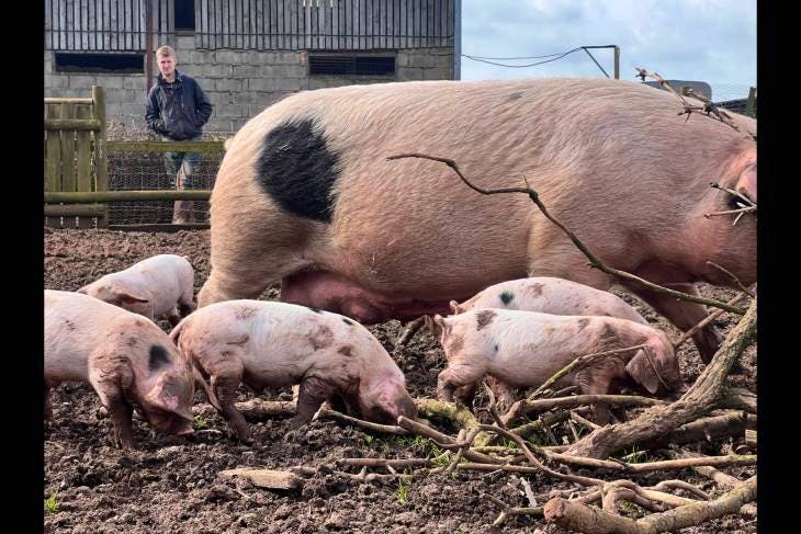 11 Pedigree Gloucestershire Old Spot Growing, Breeding Gilts, Boars ...