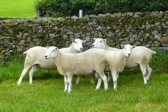 Sheep | SellMyLivestock - The Online Livestock Marketplace