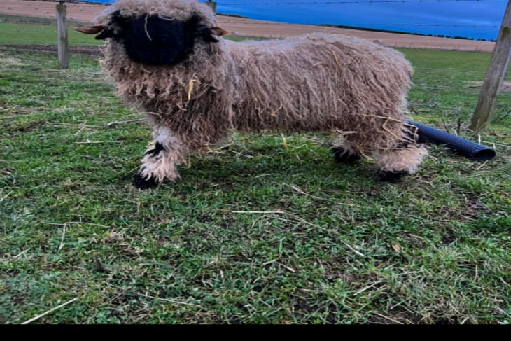 1 Pedigree Valais Blacknose Breeding Ram | SellMyLivestock - The Online ...