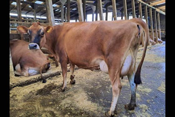 Dairy Cattle | SellMyLivestock - The Online Livestock Marketplace