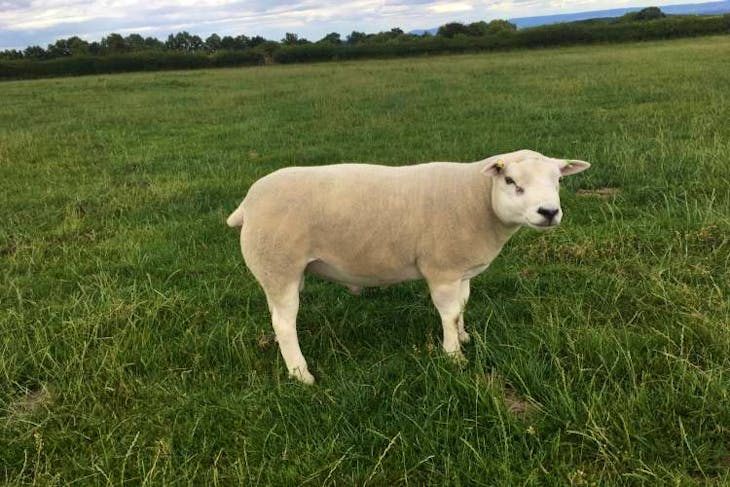 1 Texel Breeding Ram | SellMyLivestock - The Online Livestock Marketplace
