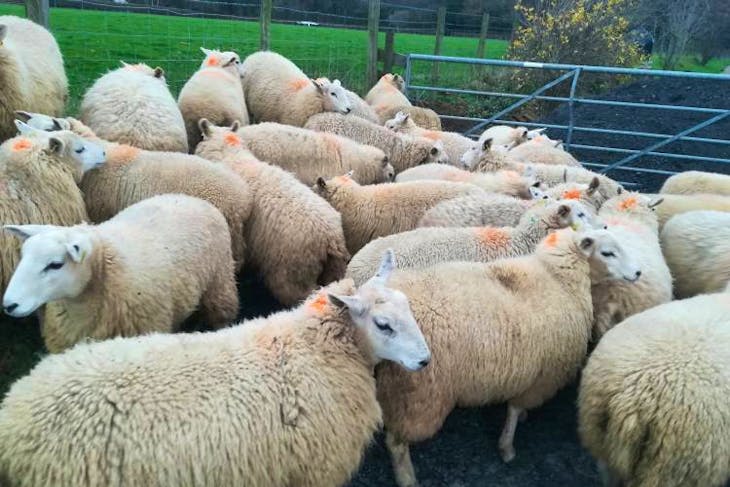 30 Texel, Welsh Mule Cross Breeding Lambs | SellMyLivestock - The ...