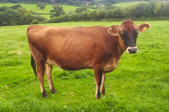 Dairy Cattle | SellMyLivestock - The Online Livestock Marketplace