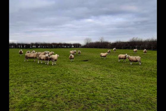 Sheep | SellMyLivestock - The Online Livestock Marketplace